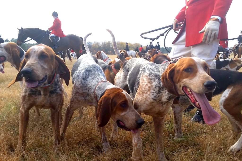 Fox Hunting: Friendships, Fresh Air, and the Future - Outside Rein